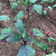 【产品】3.5A峰值驱动电流引脚驱动器EL7156，时钟速度高达40MHz